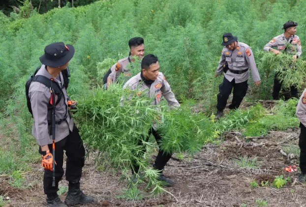 Aparat Gabungan TNI-Polri Musnahkan 40 Hektare Ladang Ganja Aparat Gabungan TNI-Polri Musnahkan 40 Hektare Ladang Ganja